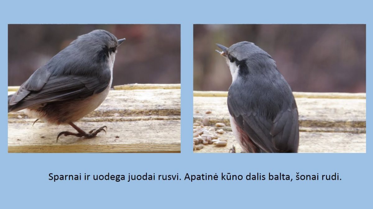 Bukutis. – Marytės Gečienės biologijos kabinetas